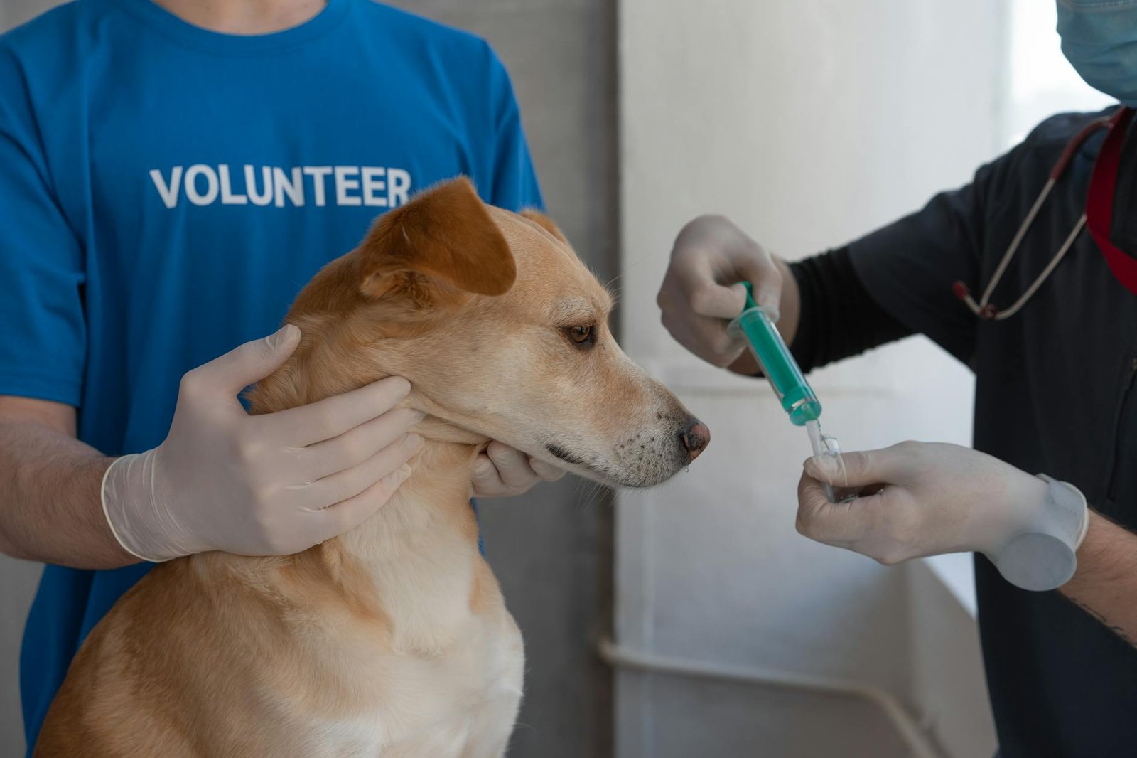 Didžiausios veterinarijos klinikos Lietuvoje - Infocloud